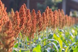 Red Bitter Sorghum – per 25 kg – Germinico